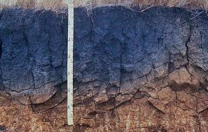 ¿Cuáles son los usos del vertisol? - Diario de Alcalá: El periódico ...